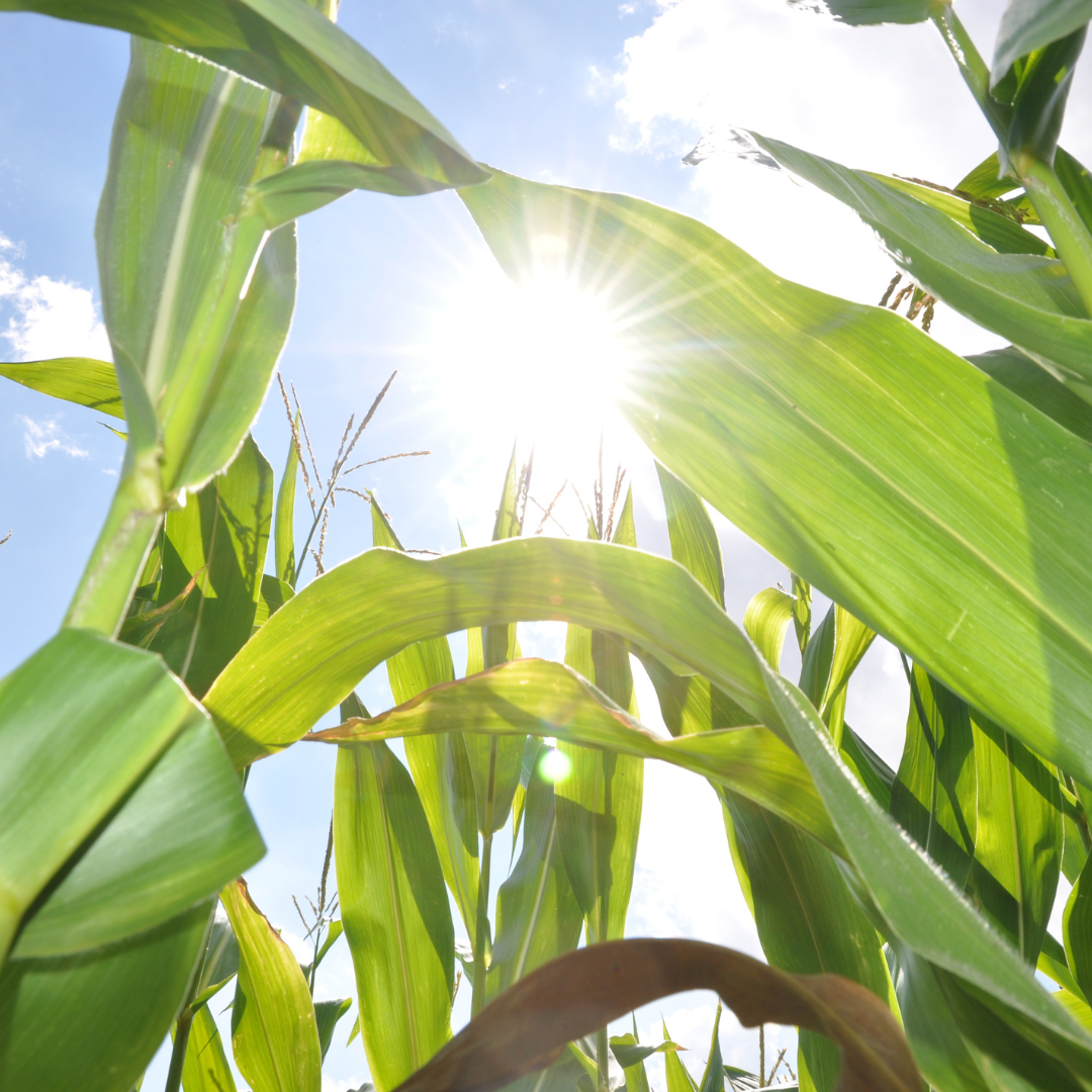 Creating Your Custom Coverage - ASA Crop Insurance