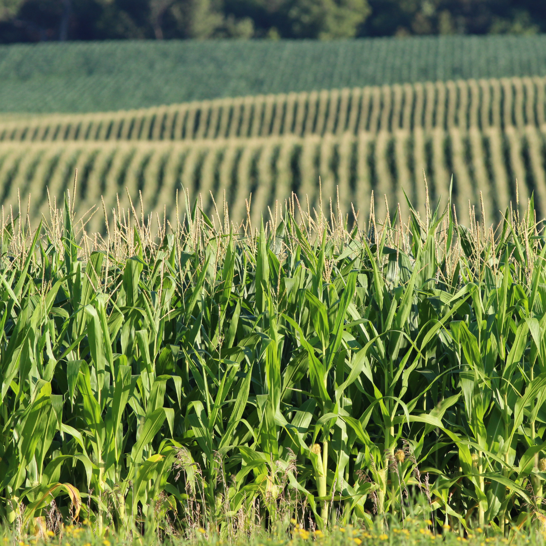 Creating the Coverage Portfolio - ASA Crop Insurance