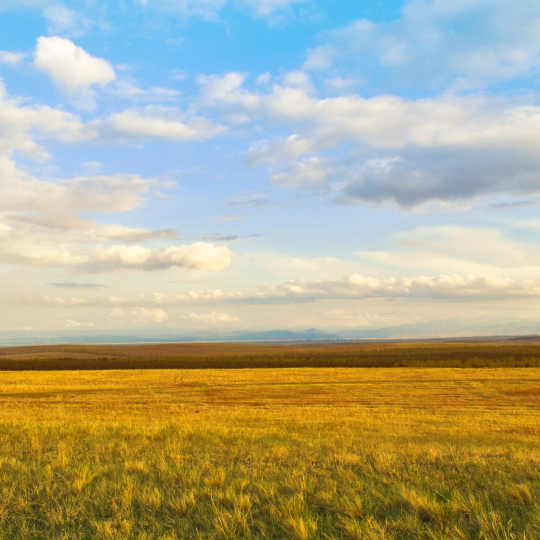 Pasture, Rangeland, Forage - ASA Crop Insurance